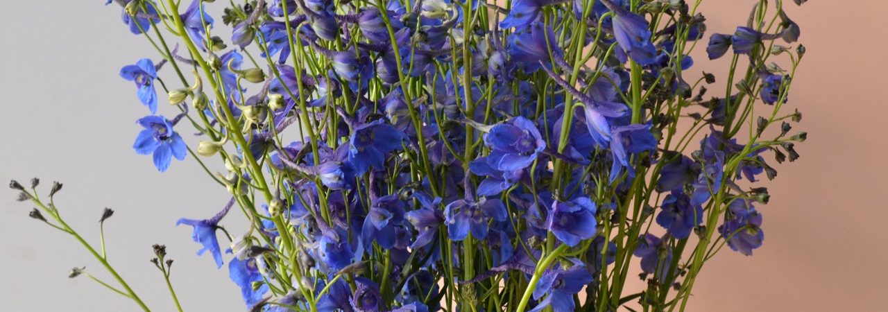 Flowers - Agro Floral