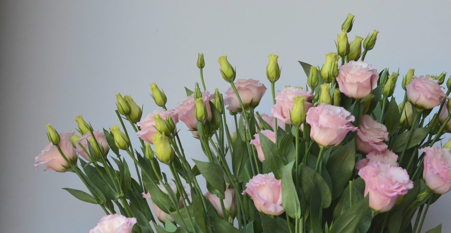 Home Page - Agro Floral